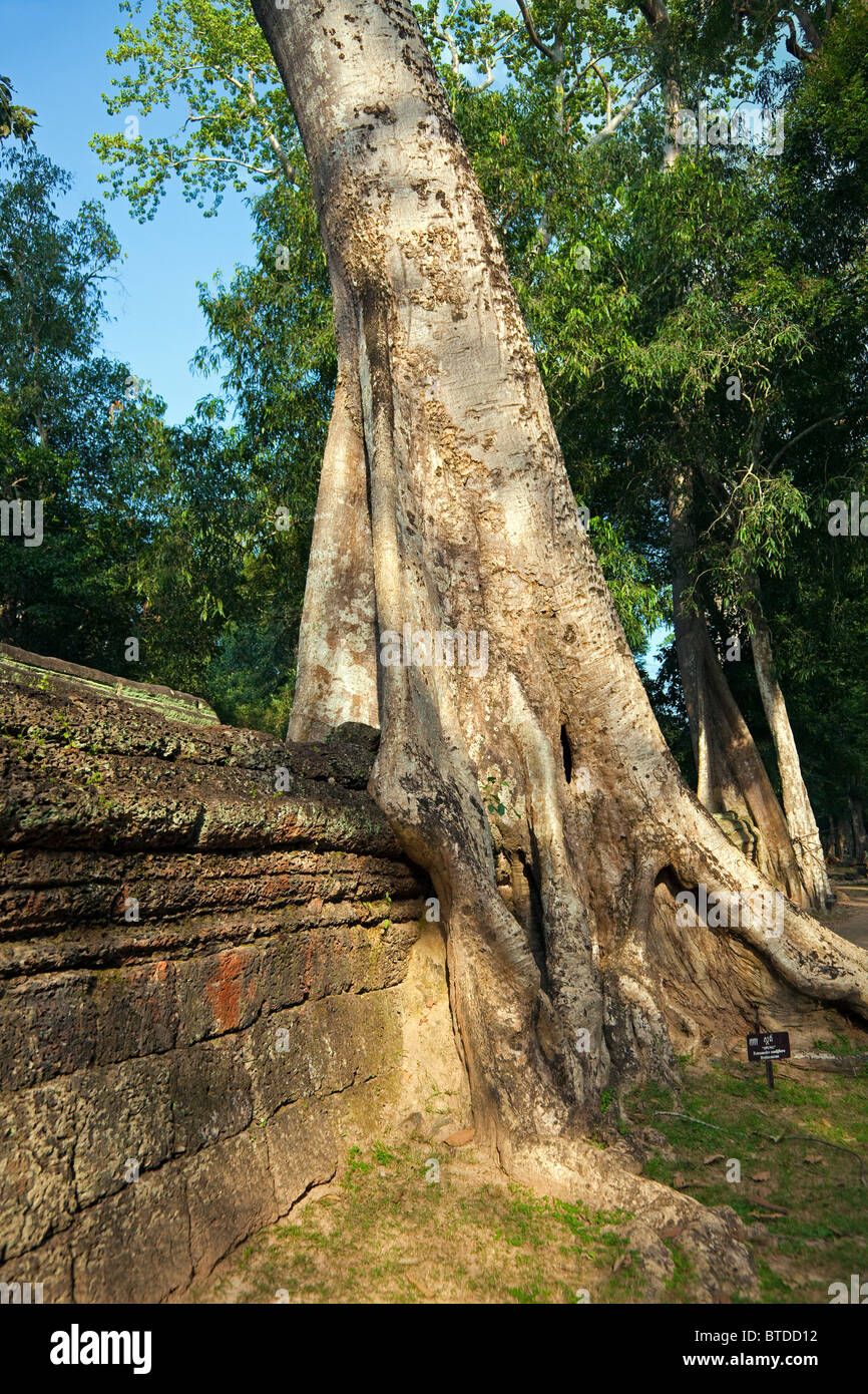 Cambodian tree hi-res stock photography and images - Alamy
