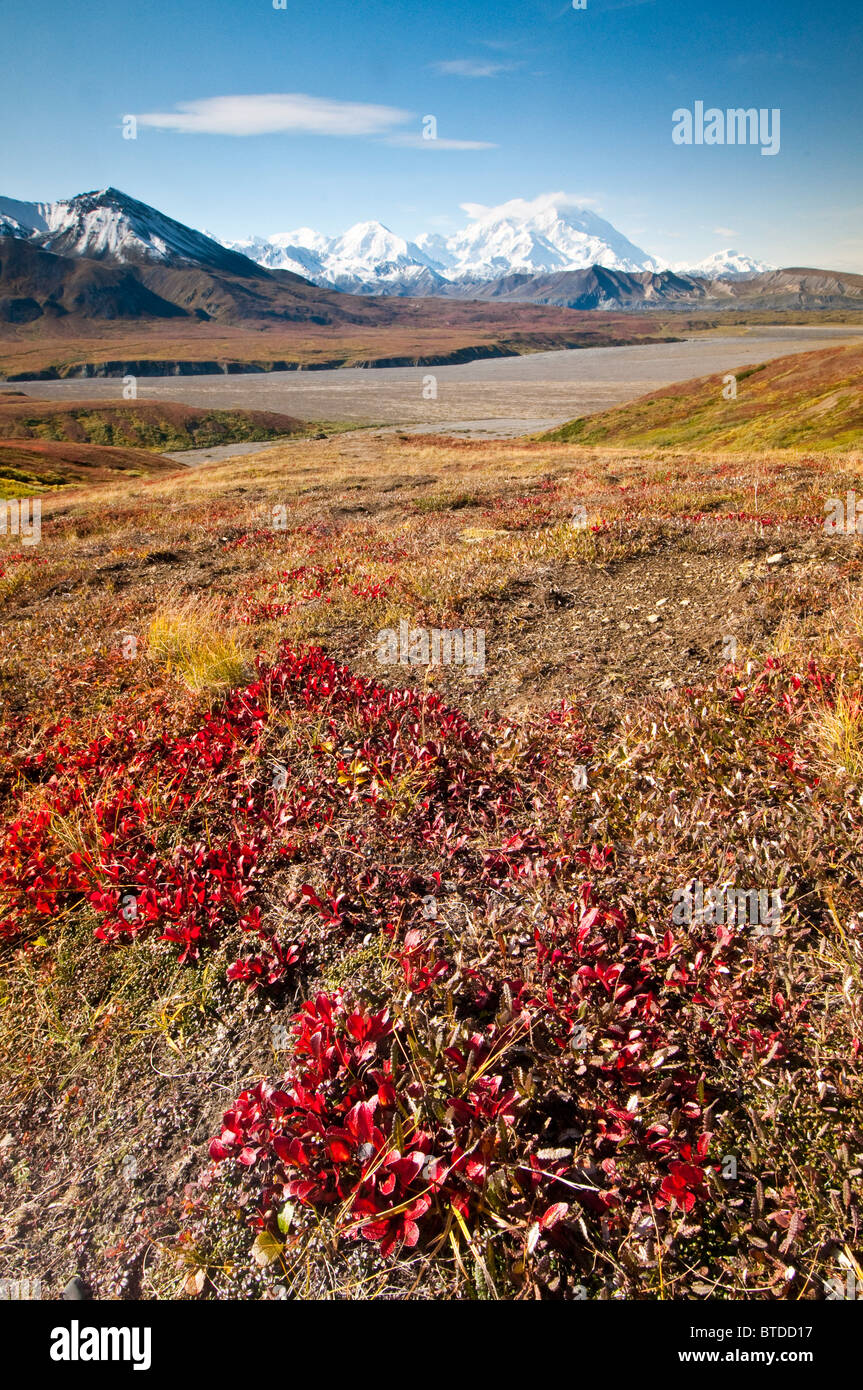 View of Mt. McKinley and colorful Autumn tundra from the Eielson ...