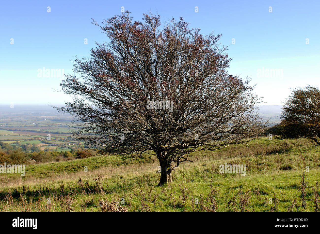 Hawthorn tree in autumn on Bredon Hill, Worcestershire, England, UK ...