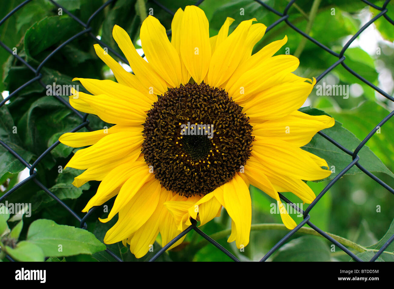 Sunflower and the wire netting Stock Photo - Alamy