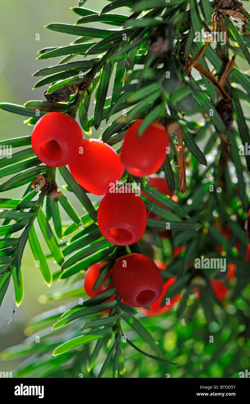 Taxane chemotherapy hi-res stock photography and images - Alamy