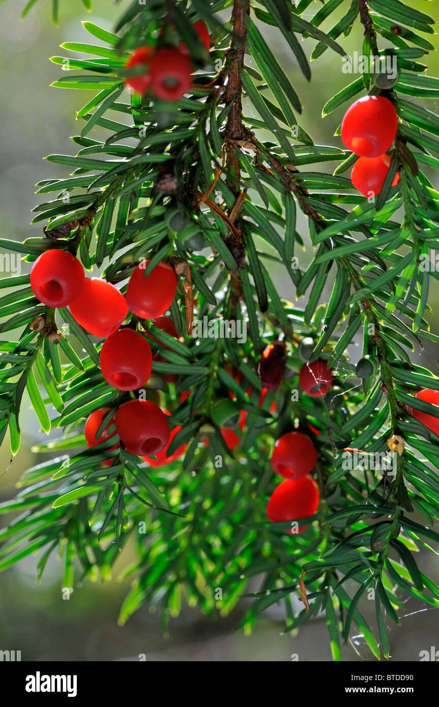 Yew: Taxus baccata. Surrey, England, September. Berries Stock Photo - Alamy
