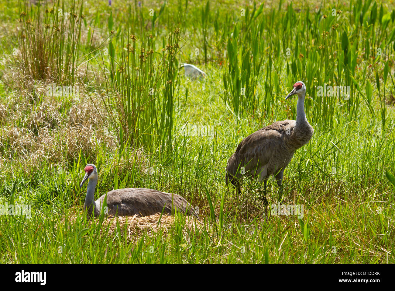 Sandhill cranes nesting in a wetlands in Florida Stock Photo - Alamy