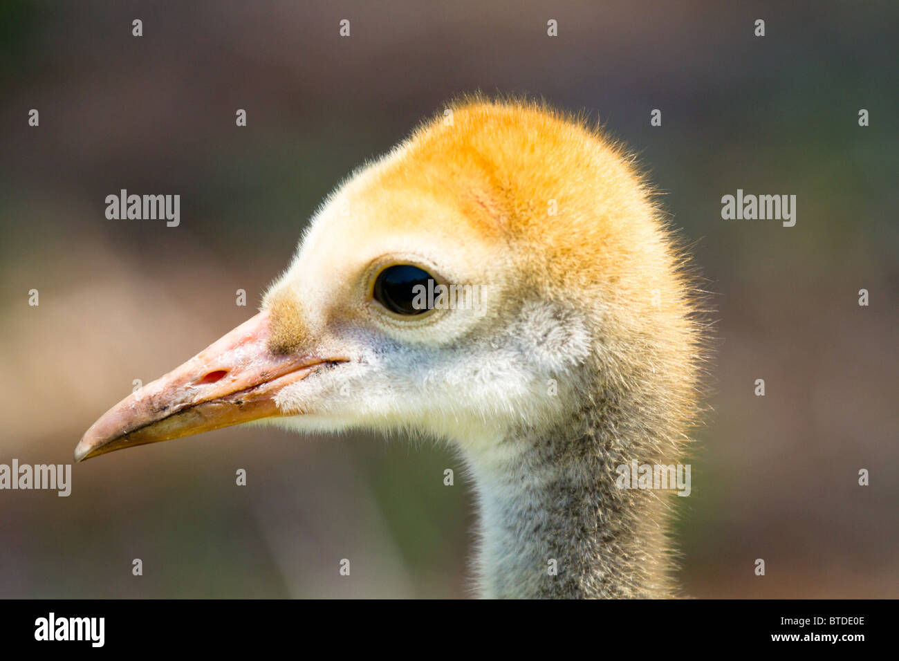 Closeup of a sandhill crane colt Stock Photo - Alamy