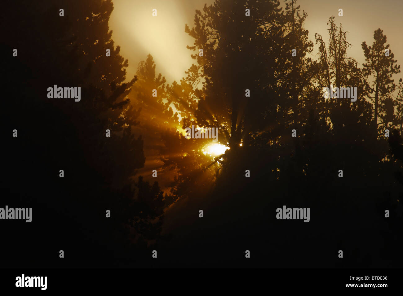 Sun coming through the trees hi-res stock photography and images - Alamy