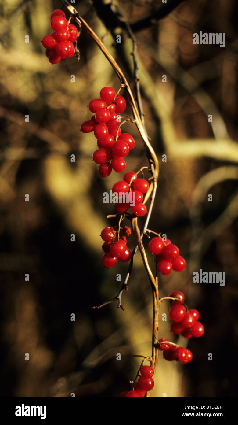 Red berries hanging from a branch, Suffolk, England Stock Photo - Alamy