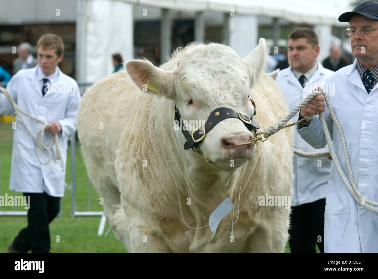 An impressive Charolais bull is paraded in the cattle judging ring ...