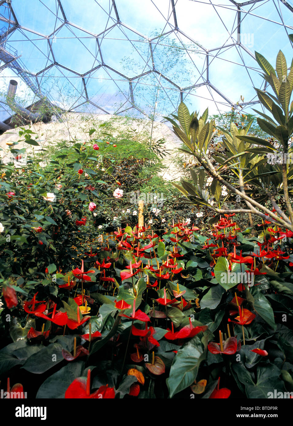 Eden project cornwall interior flowers hi-res stock photography and ...