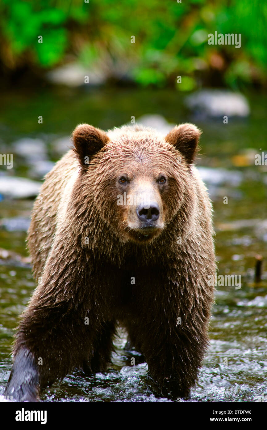 Russian bear hi-res stock photography and images - Alamy