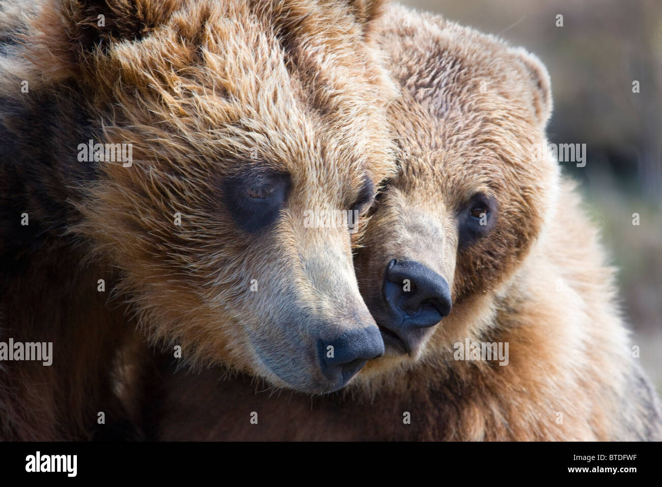 CAPTIVE Grizzly bears playing at the Alaska Wildlife Conservation ...