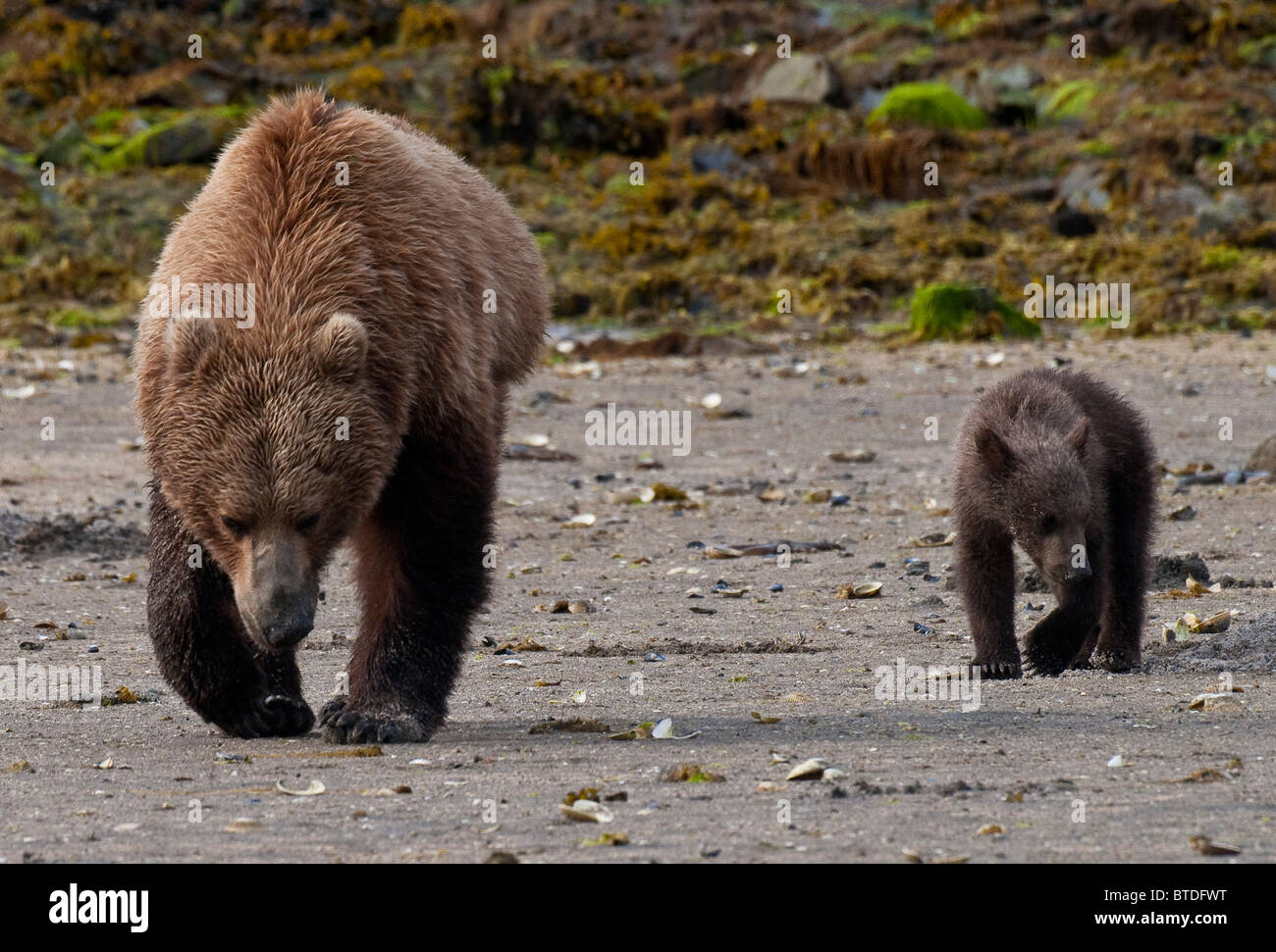 Cub hunting hi-res stock photography and images - Alamy
