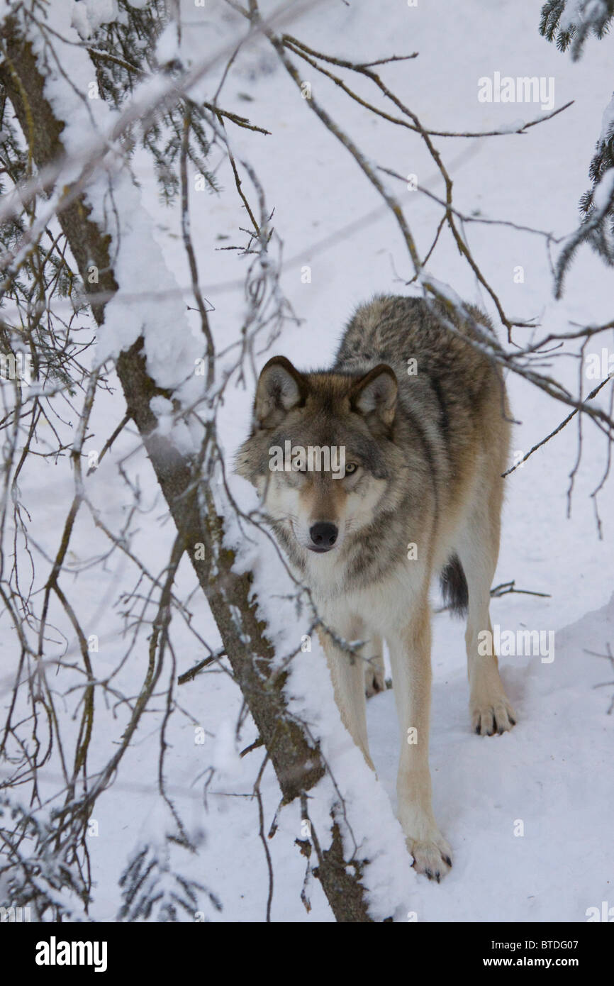 Tundra Wolf Alaska Trees CAPTIVE: Female Tundra Wolf In Snow, Alaska