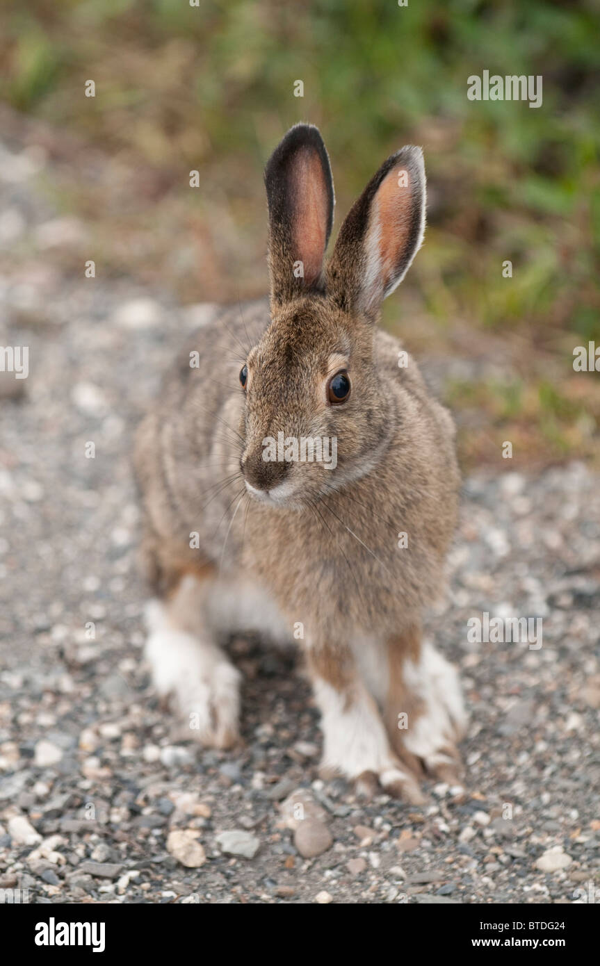 Snowshore Hare sitting on the ground in Teklanika Campground, Denali ...