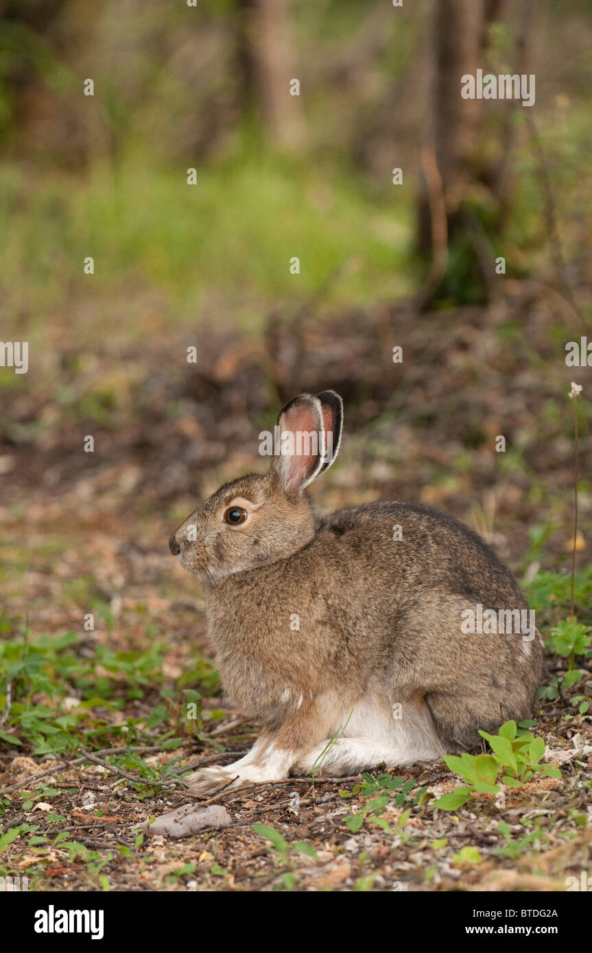 Sitting hare side profile hi-res stock photography and images - Alamy