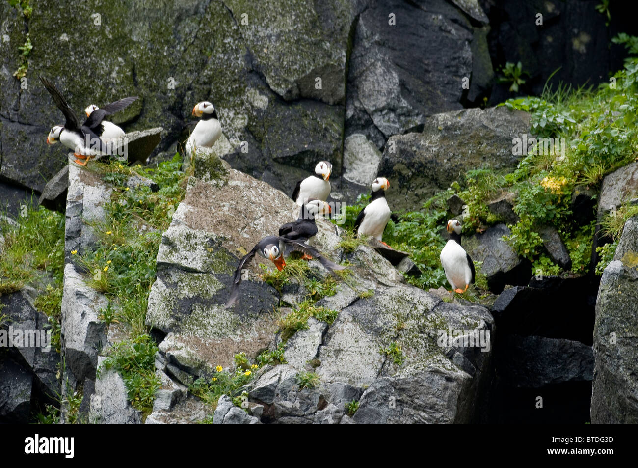 A flock on Horned Puffins rest on a rock ledge in Hallo Bay, Katmai ...