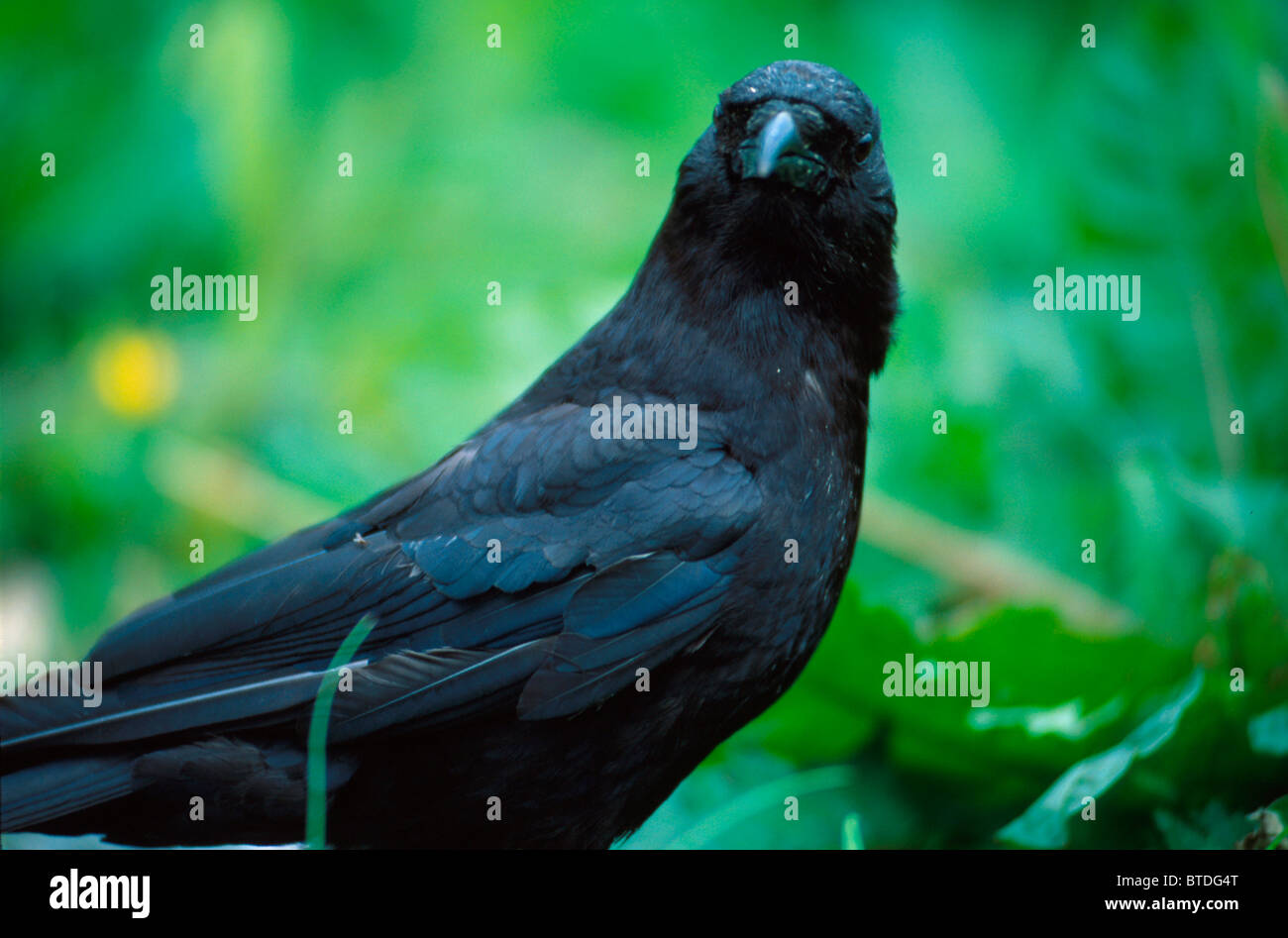 Alaska common raven bird hi-res stock photography and images - Alamy
