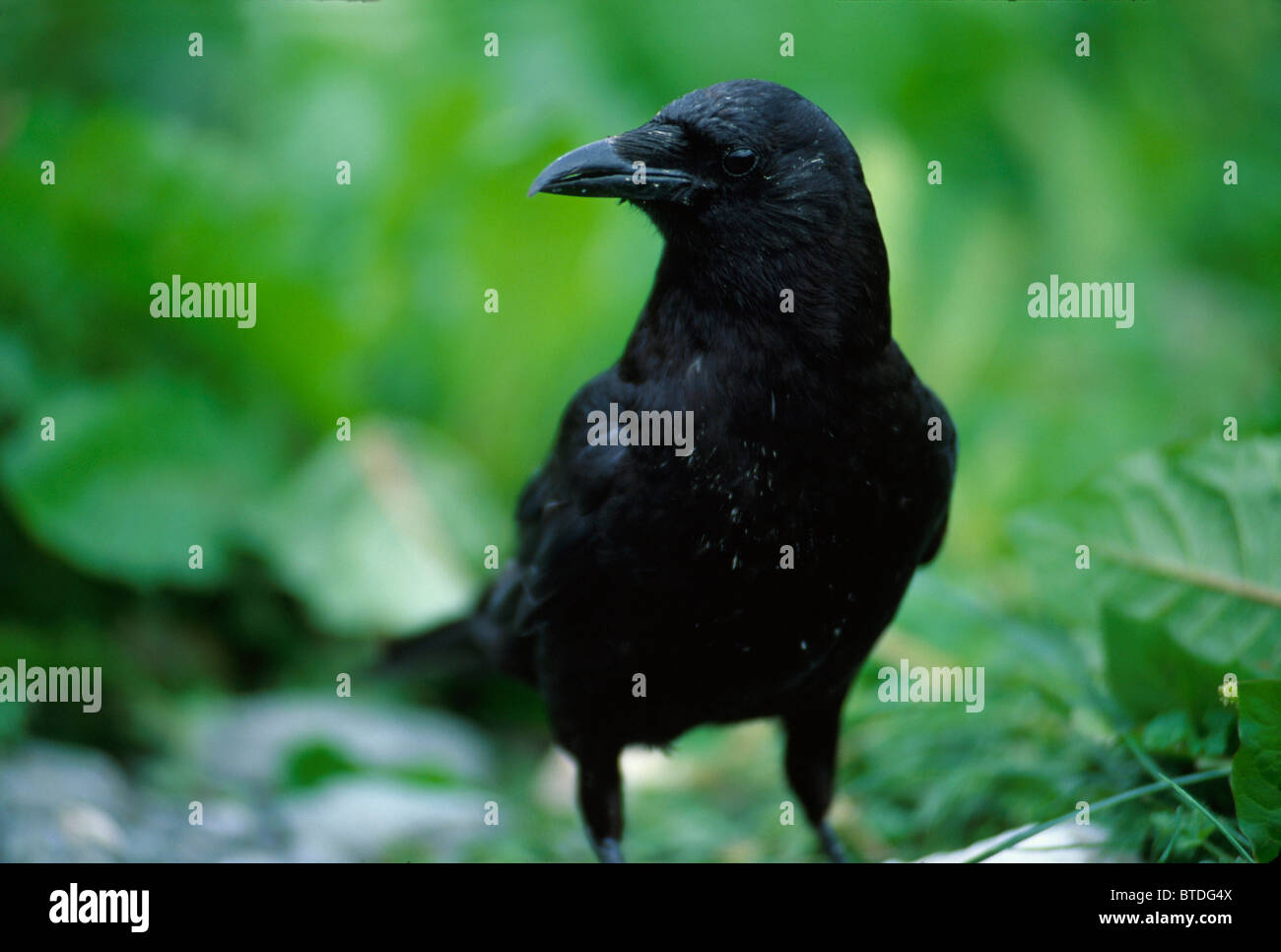Common raven alaska hi-res stock photography and images - Alamy