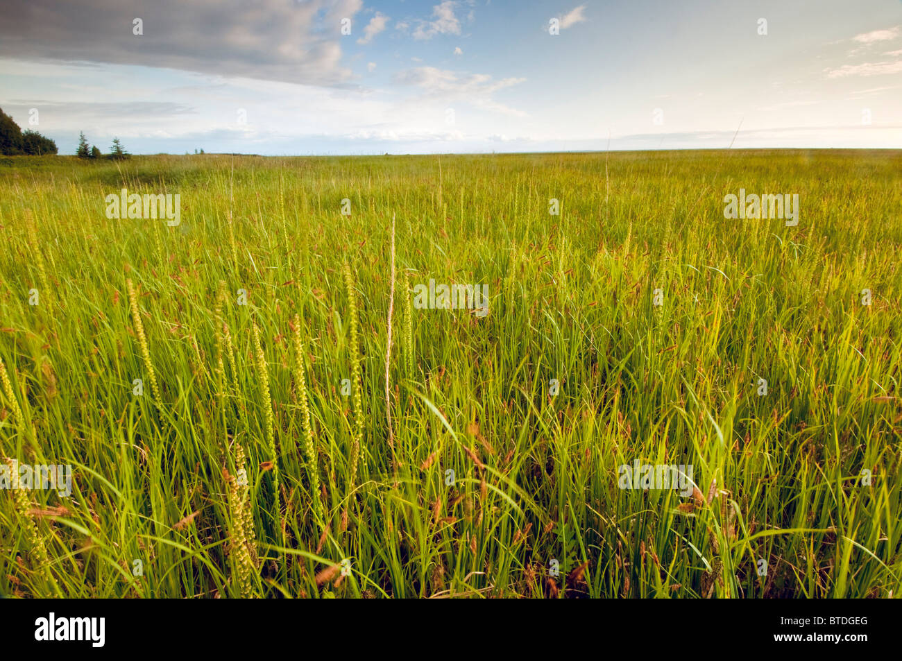 Coastal grasses hi-res stock photography and images - Alamy