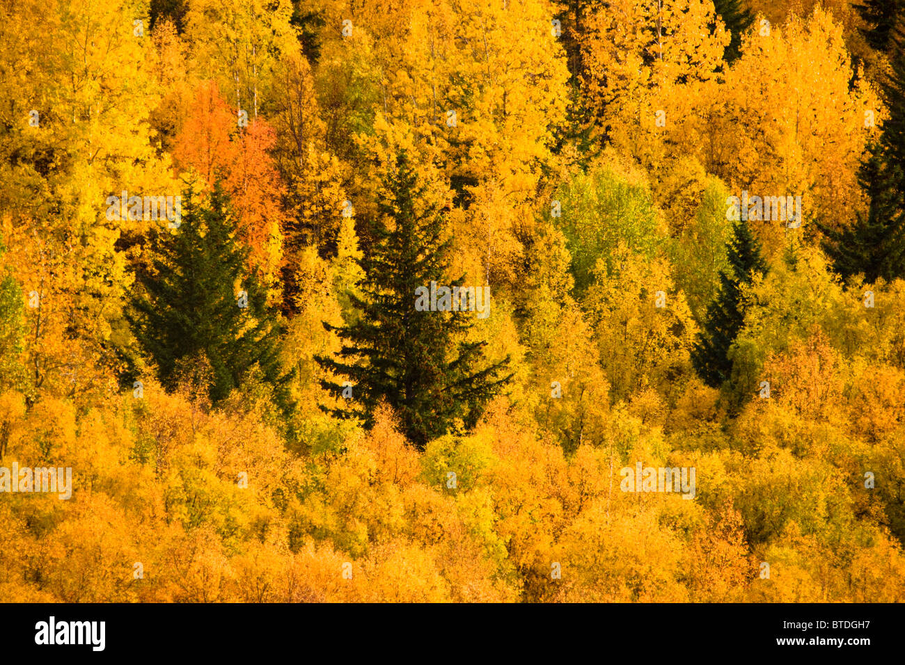 Changing colors during Fall of trees on the hillside of the Chugach ...