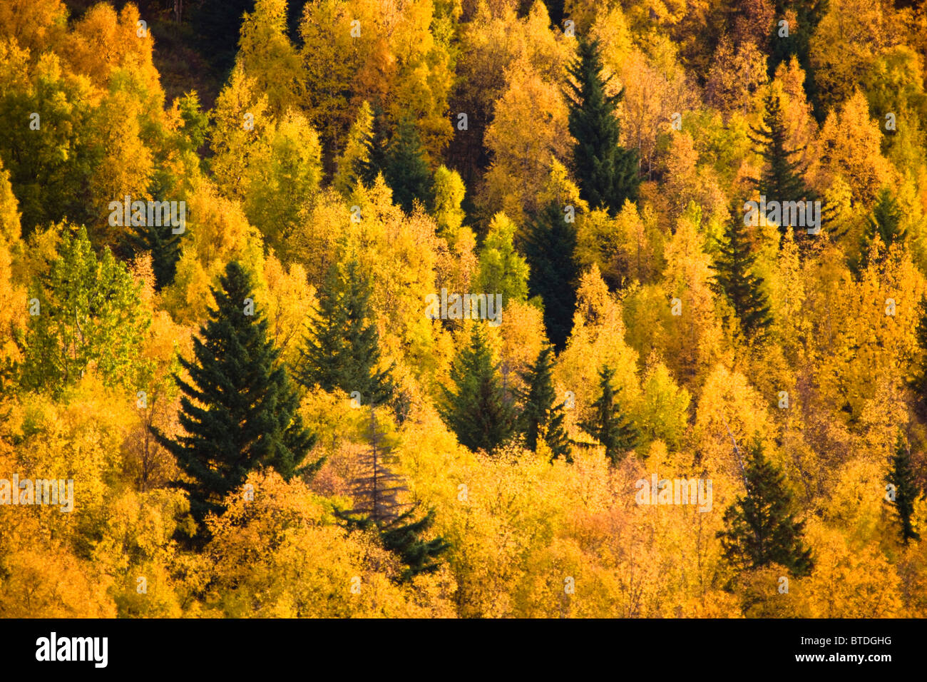Deciduous trees alaska hi-res stock photography and images - Alamy