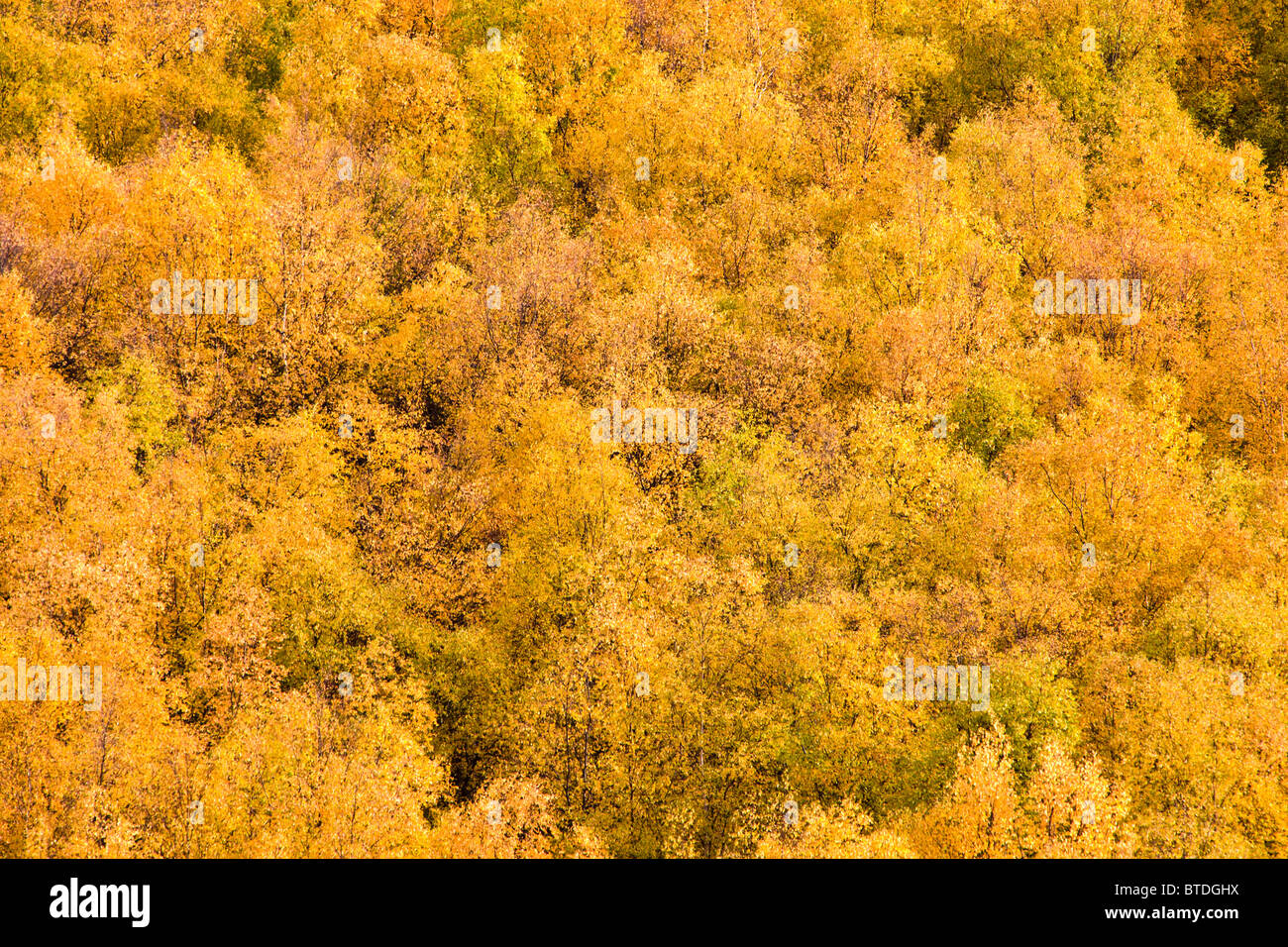 Changing colors during Fall of trees on the hillside of the Chugach ...