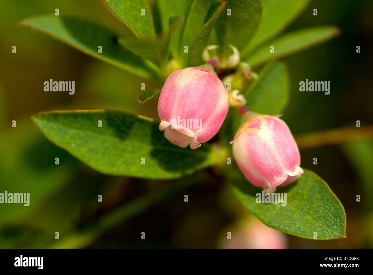 Bog Plants Flowering In Alaska