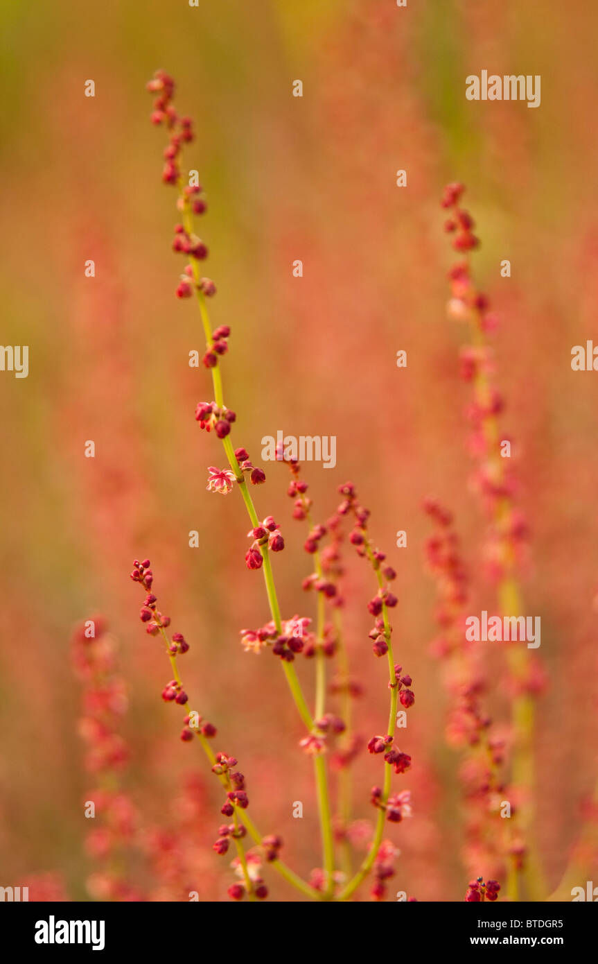 Close up of red blooms on grasses in the Chugach Mountains, Anchorage ...