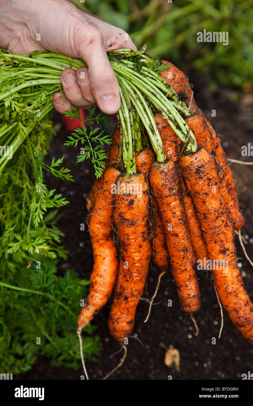 Carrot harvest alaska hi-res stock photography and images - Alamy