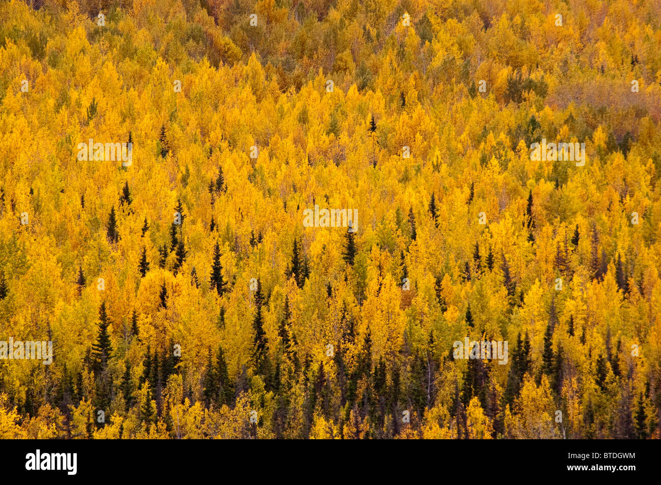View of Aspen trees in full autumn color, Matanuska-Susitna Valley ...