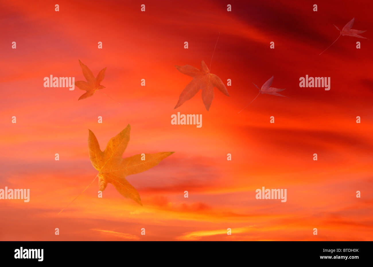 Fall leaves blowing in wind hi-res stock photography and images - Alamy