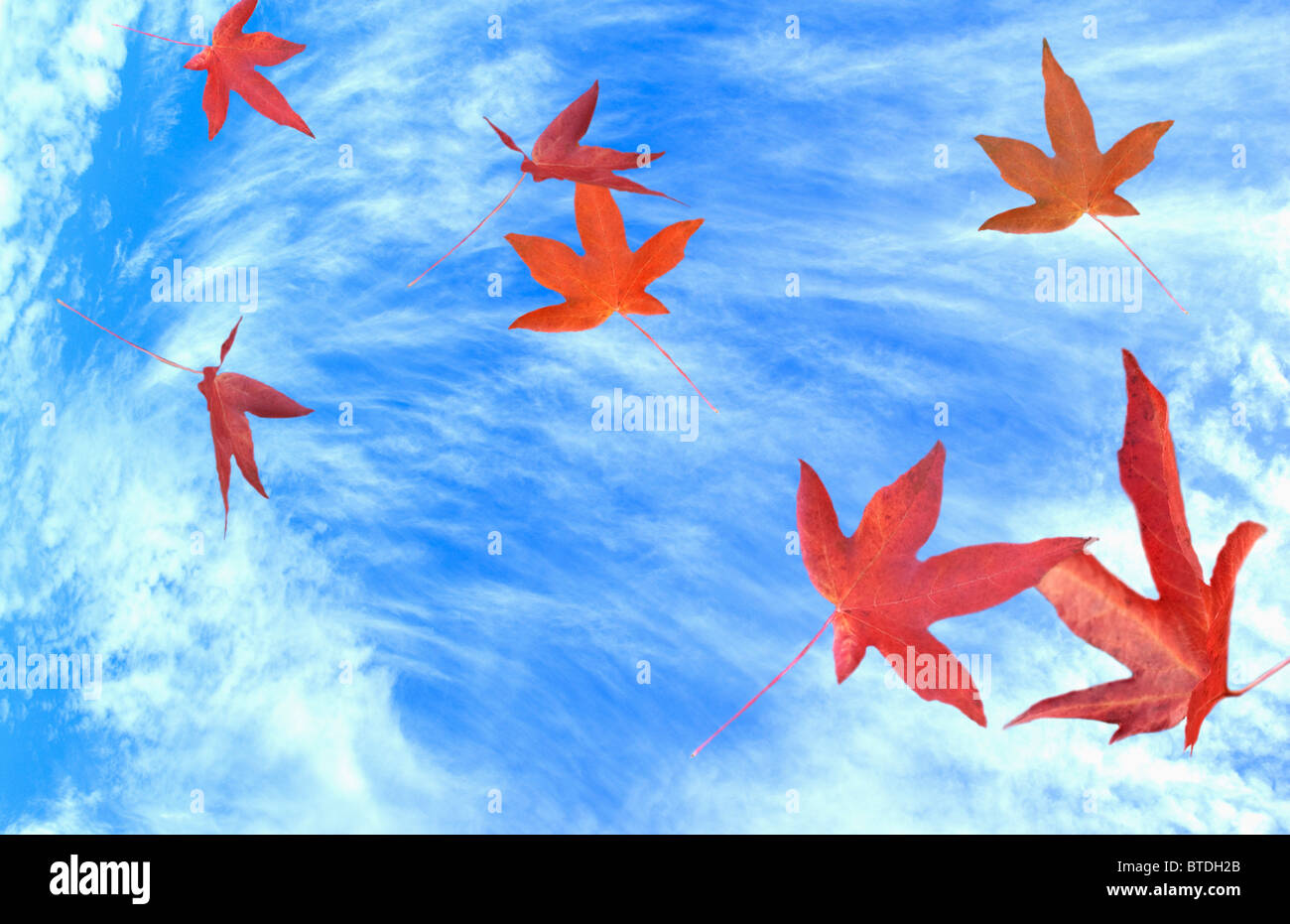 Fall leaves blowing in wind hi-res stock photography and images - Alamy