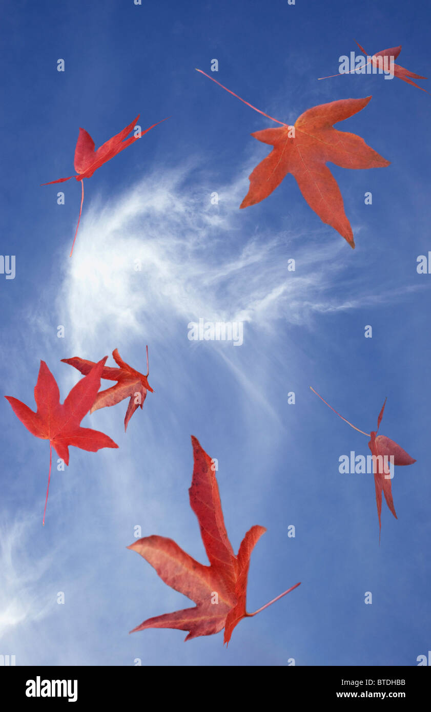 Fall leaves blowing in wind hi-res stock photography and images - Alamy