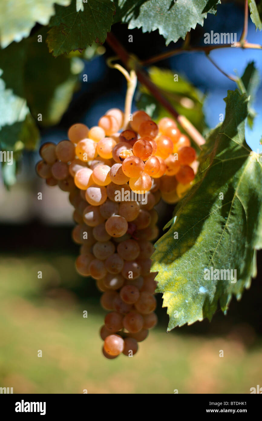 White grape vine hi-res stock photography and images - Alamy