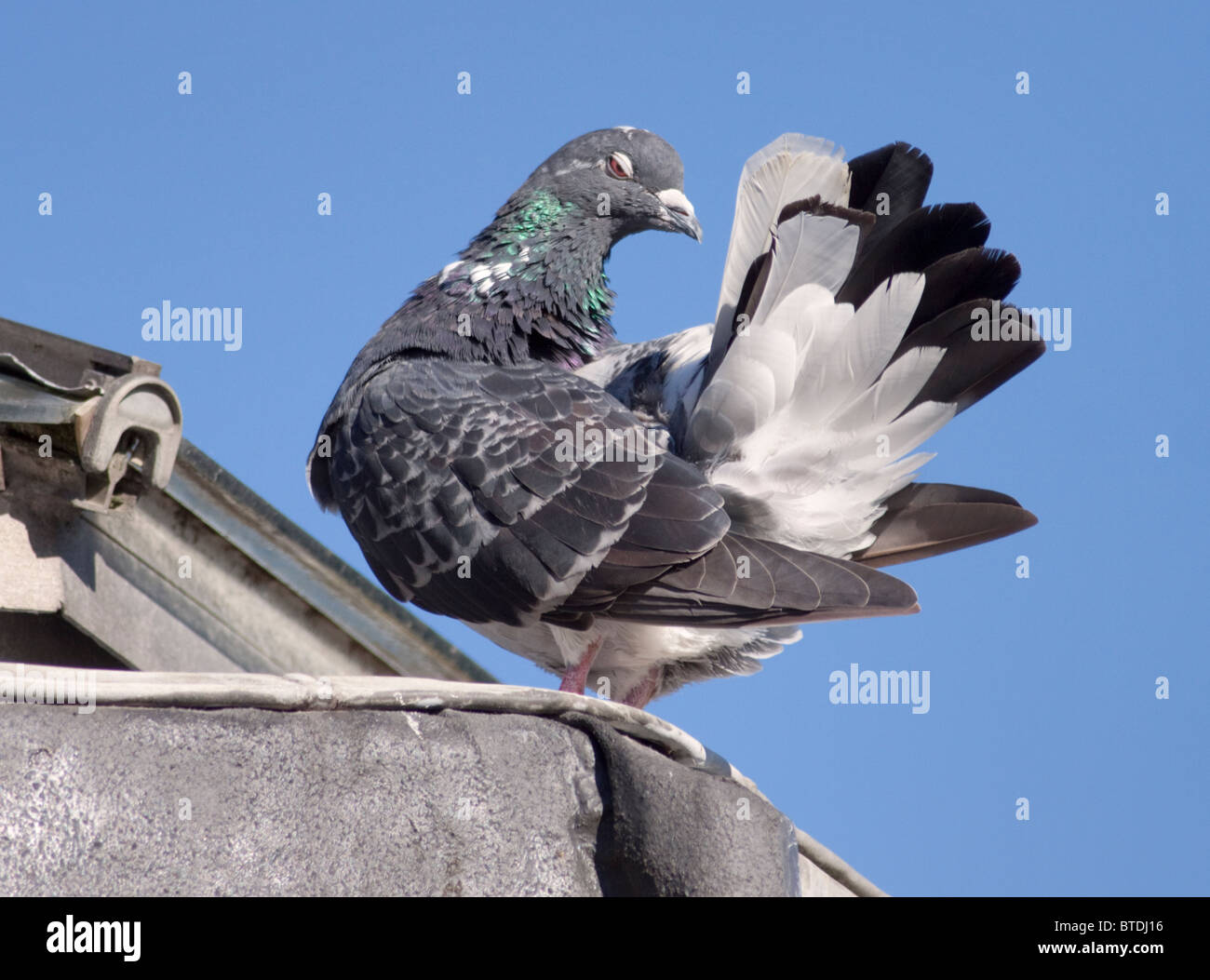 Preening pigeon hi-res stock photography and images - Alamy