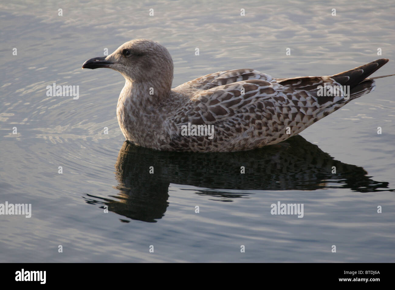 Juvenile Herring Gull (Larus argentatus) Argyll, Scotland, UK Stock ...