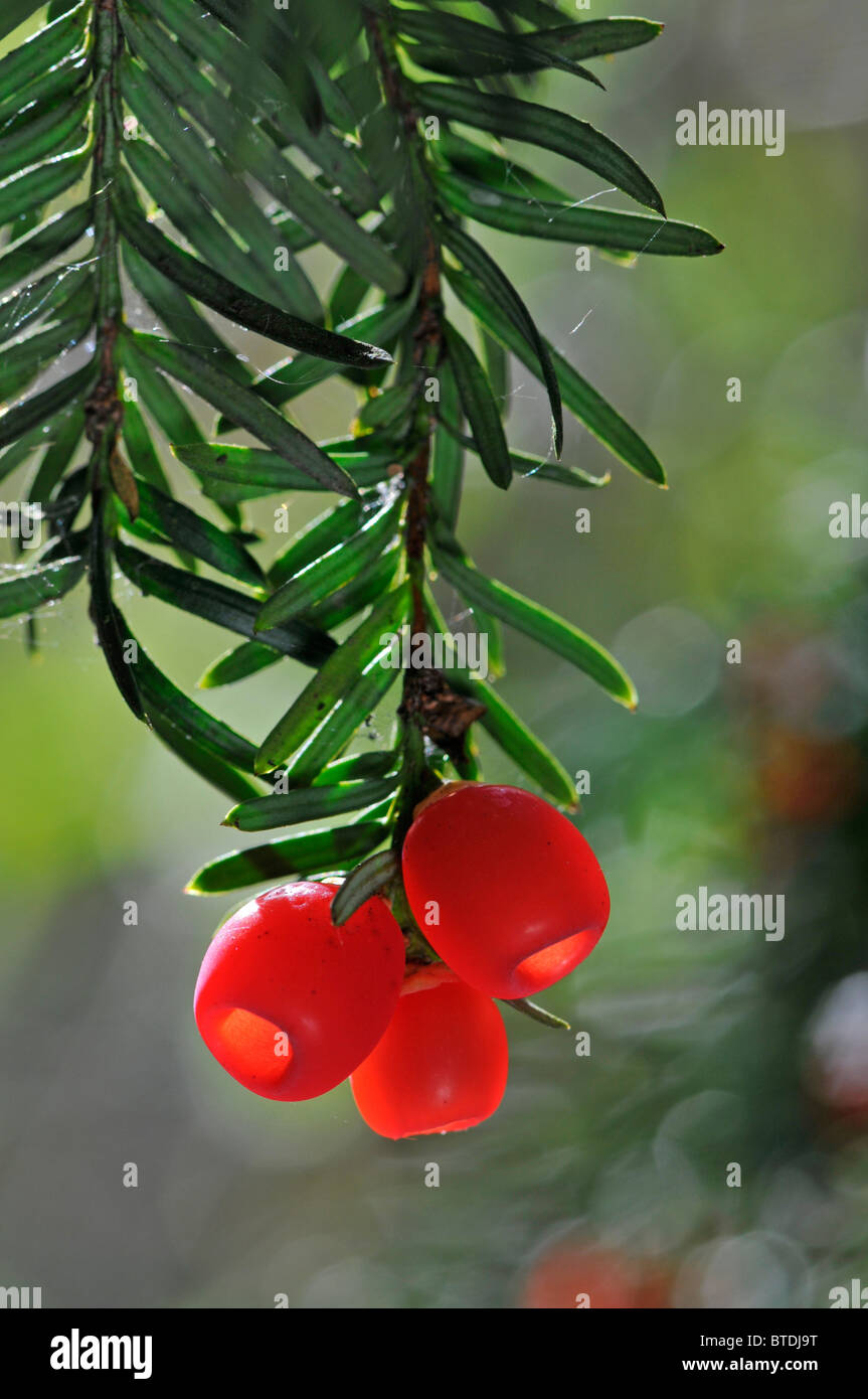 Yew: Taxus baccata. Surrey, England, September. Berries Stock Photo - Alamy