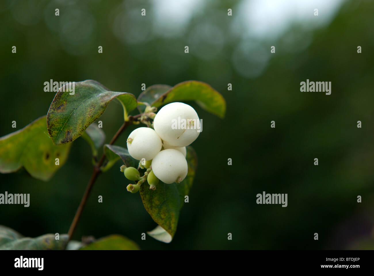 Close up detail of leaves and berries of a Snow Berry plant ...