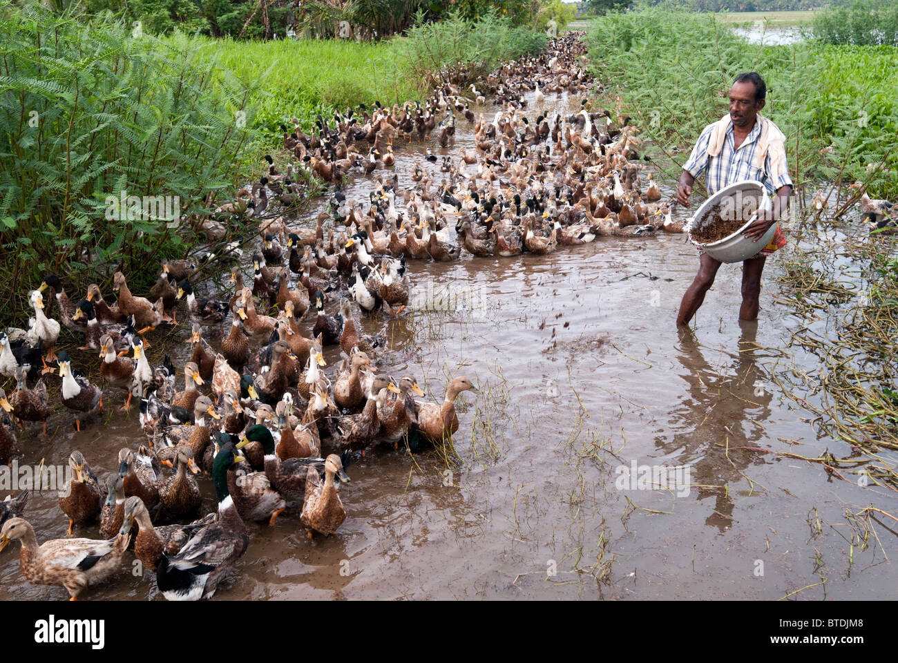 Duck farming in Alappuzha, Kerala, India Stock Photo - Alamy