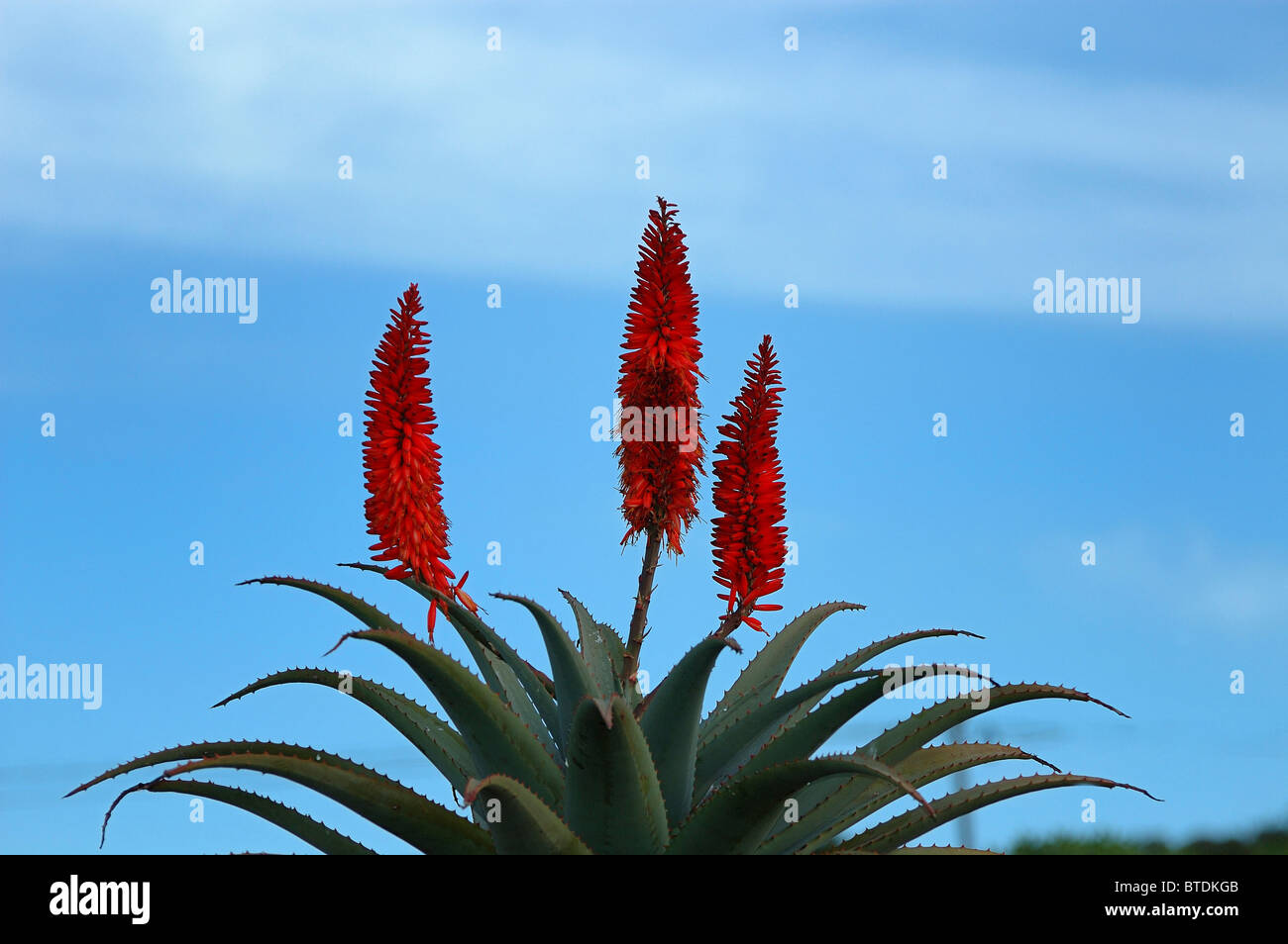 Red Aloe flowers Stock Photo - Alamy