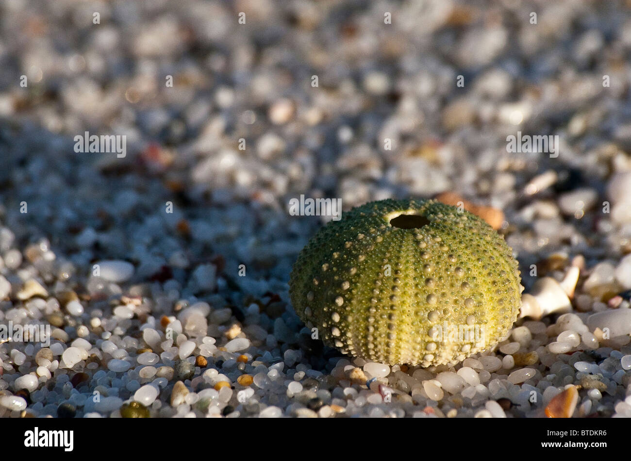Sea anemone shell on the beach Stock Photo - Alamy
