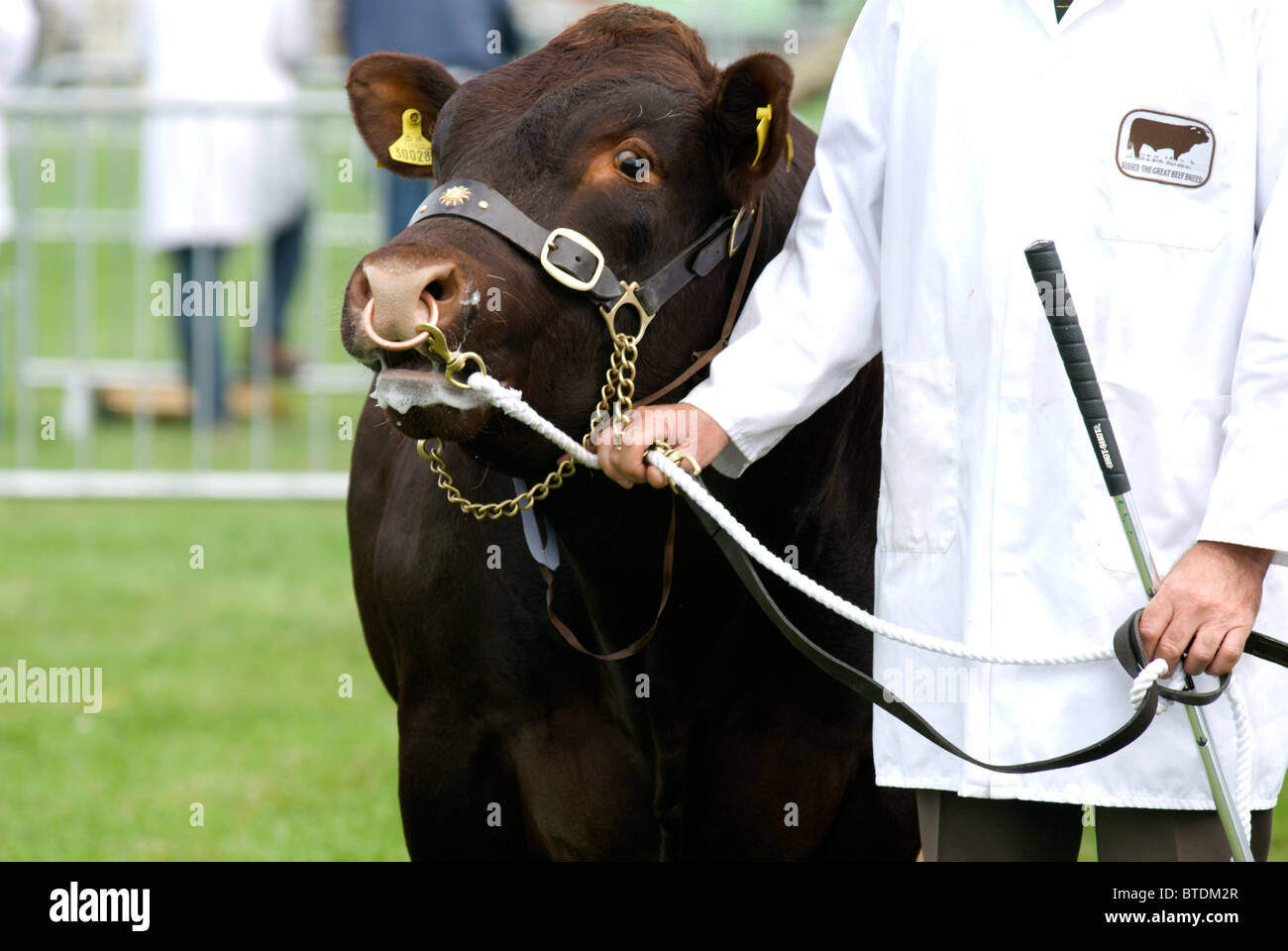 Lead bull hi-res stock photography and images - Alamy