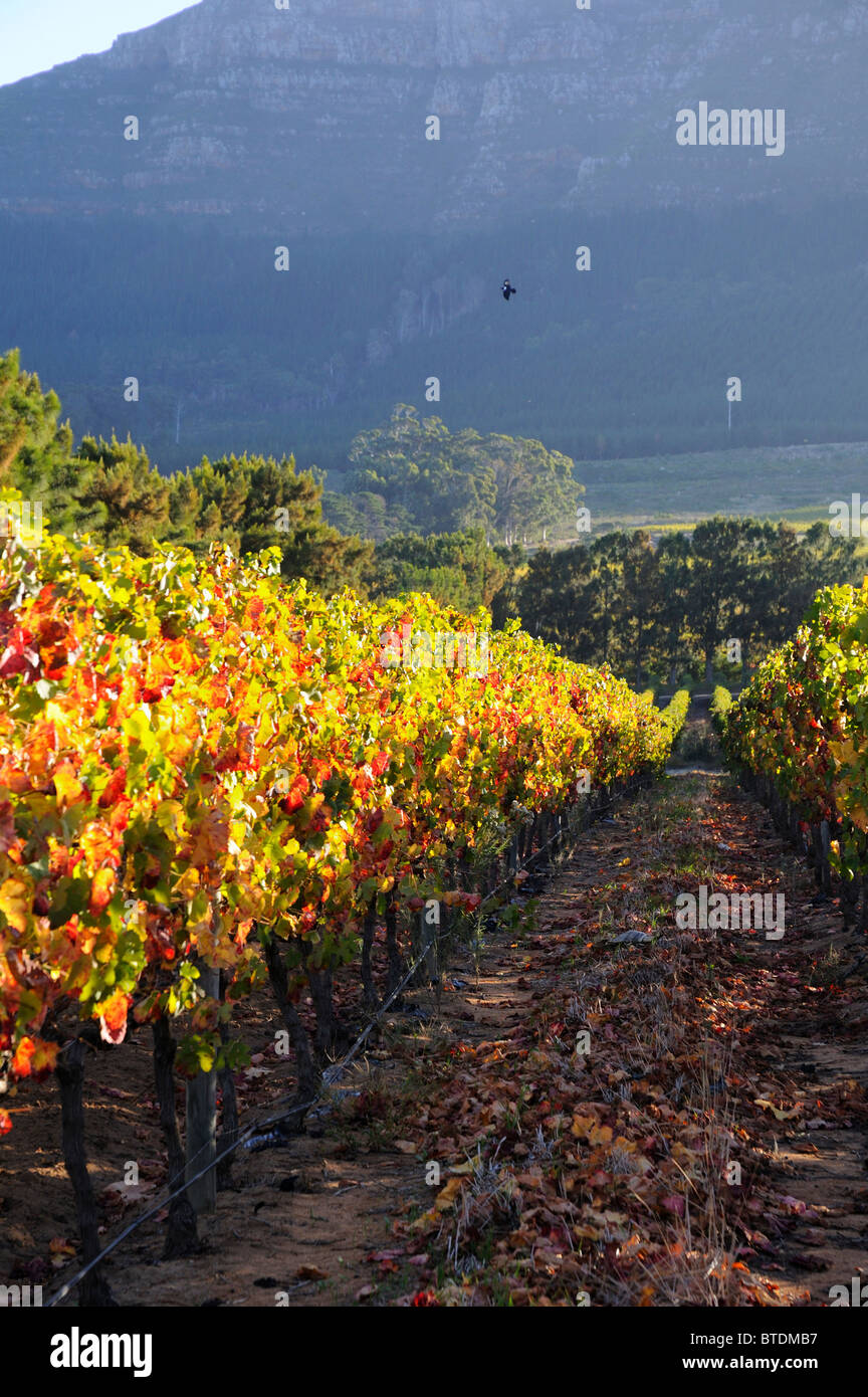 Cape wine farm hi-res stock photography and images - Alamy