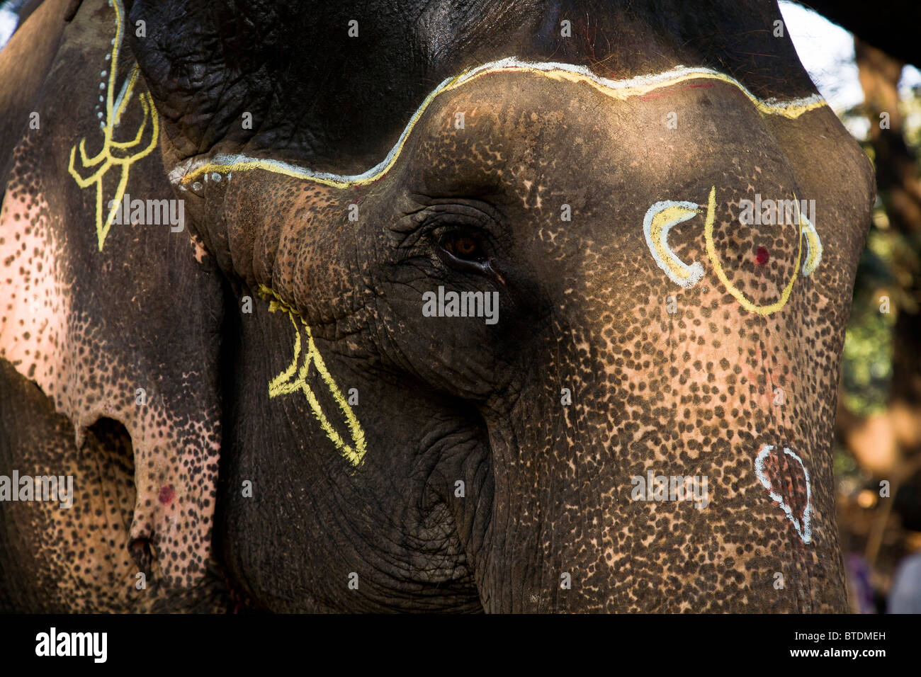 Elephant markings hi-res stock photography and images - Alamy