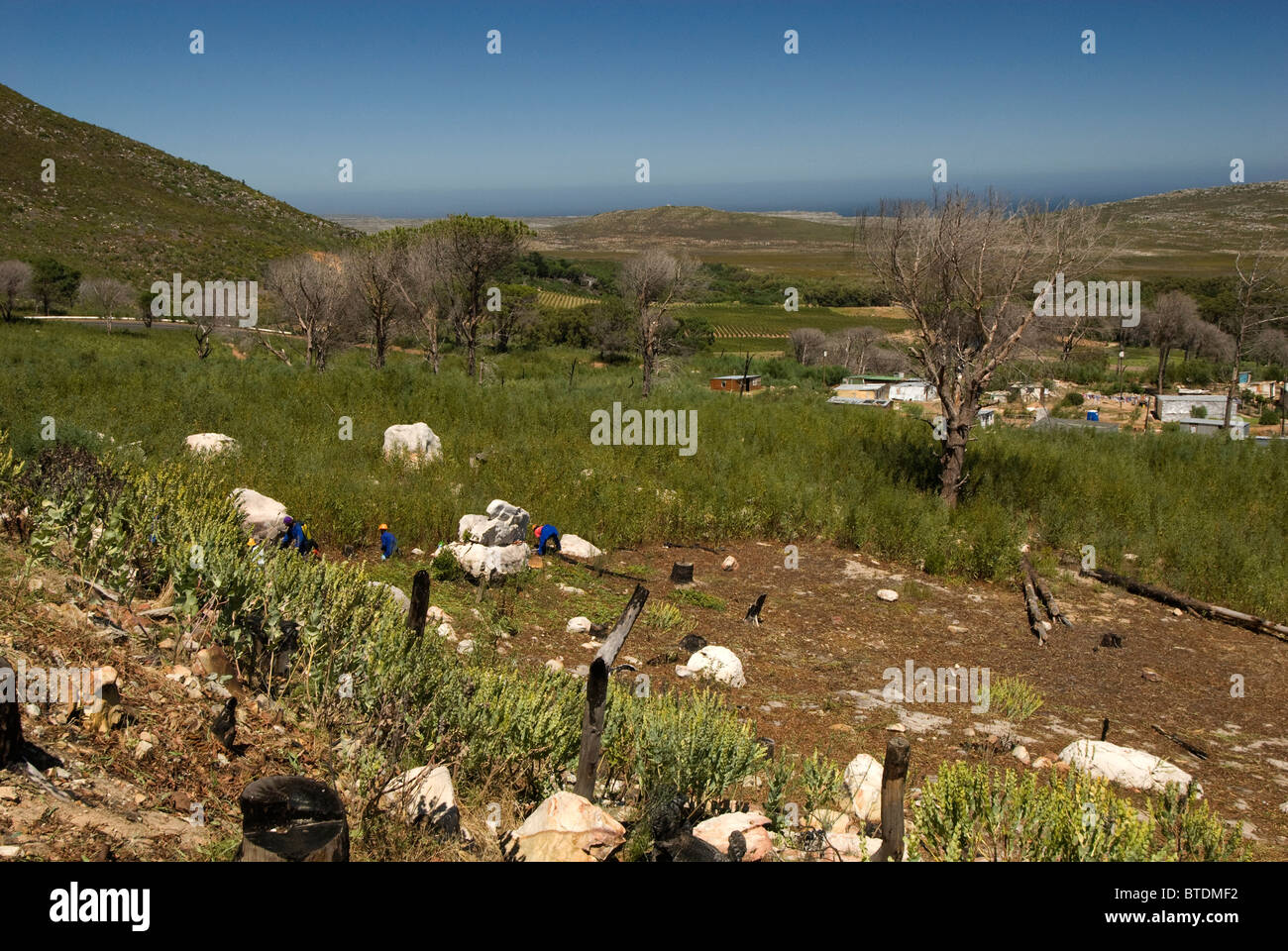 Clearing alien vegetation Stock Photo - Alamy