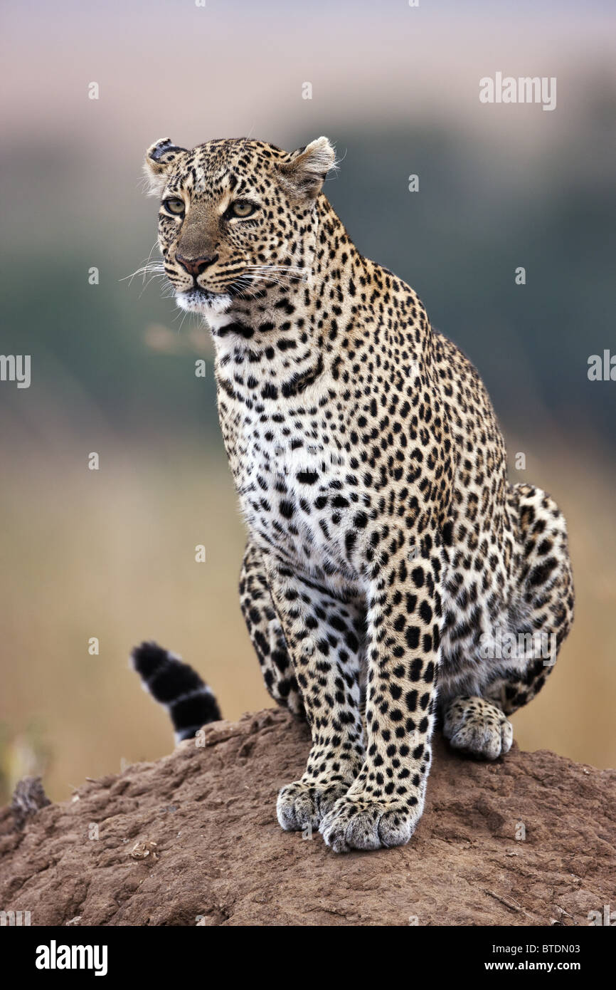 Leopard ( Panthera pardus) Using termite mound as vantage point Masai ...