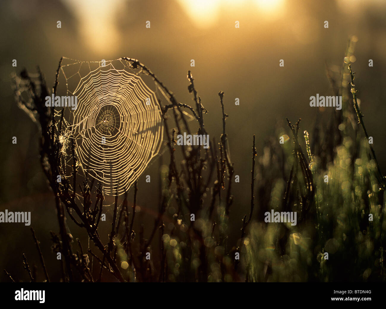 Spiders habitat hi-res stock photography and images - Alamy