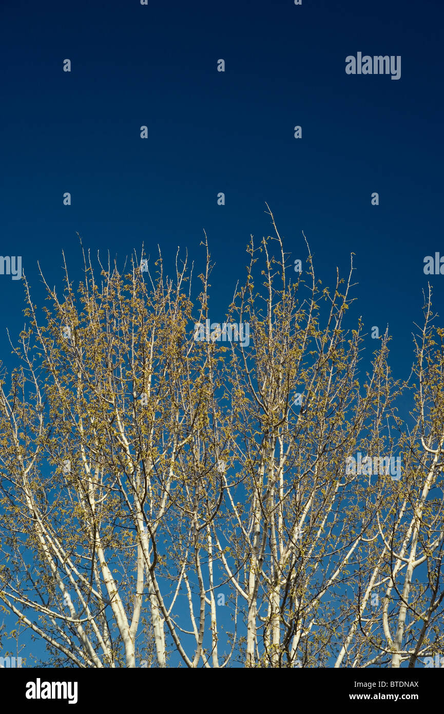 Spring trees hi-res stock photography and images - Alamy