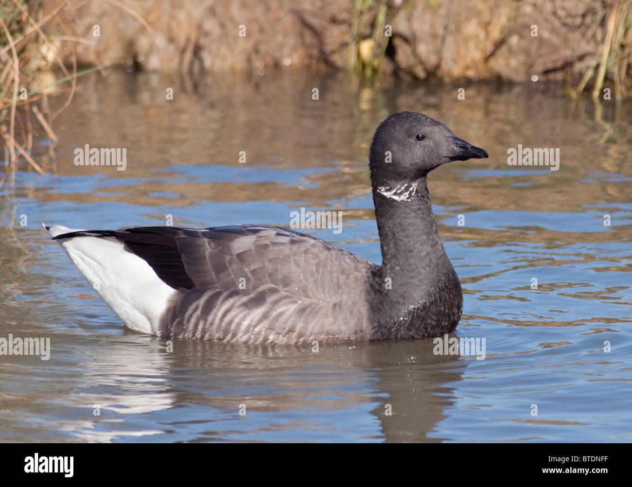 Brent Goose (branta bernicla Stock Photo - Alamy