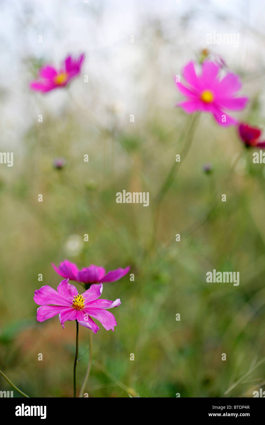 Purple headed flower hi-res stock photography and images - Alamy