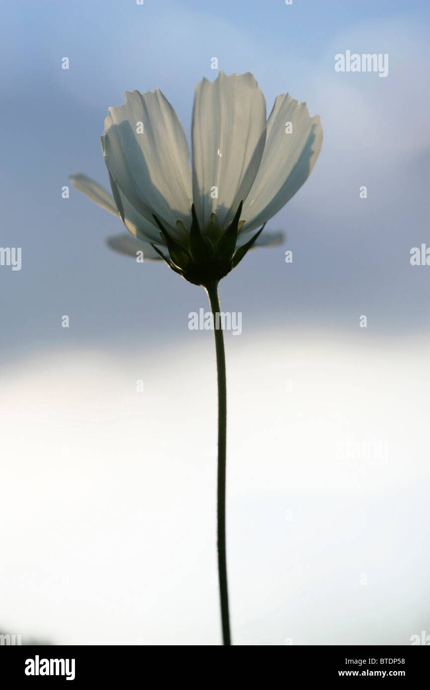 Translucent flowers hi-res stock photography and images - Alamy